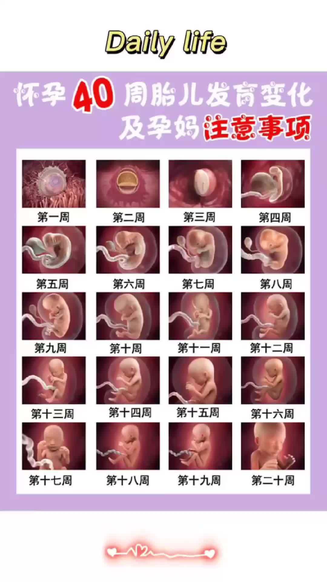怀孕40周宝宝变化有多大?又有哪些注意事项