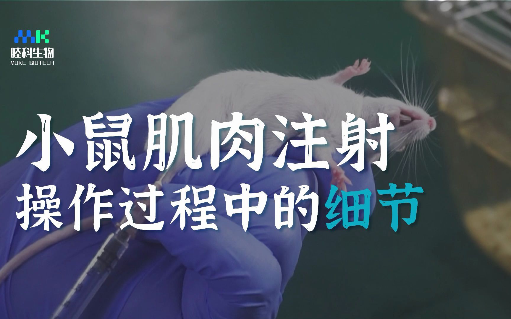 睦科云课堂 | 小鼠肌肉注射过程和操作细节