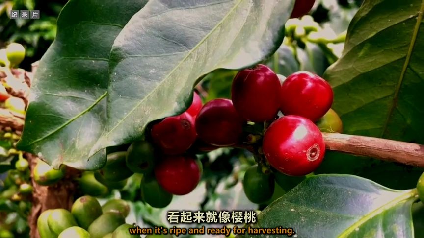 咖啡豆进厂前要经过2小时的大变身!知道咖啡豆采摘前的模样吗?