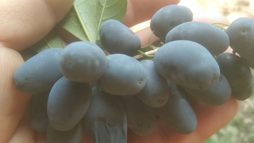 桂花籽有什么用处