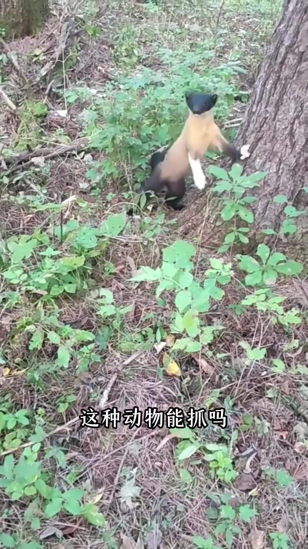 这些各种各样的动物,你知道哪些能抓吗?