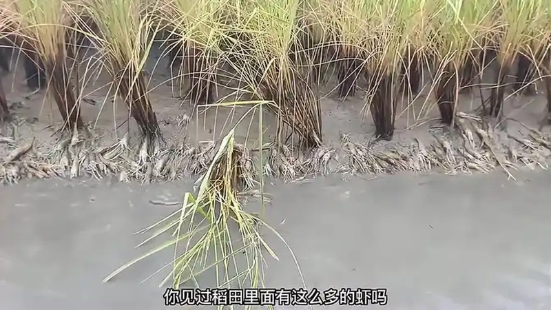 在稻田养虾竟有意想不到的收获,收获价值昂贵的稻花虾