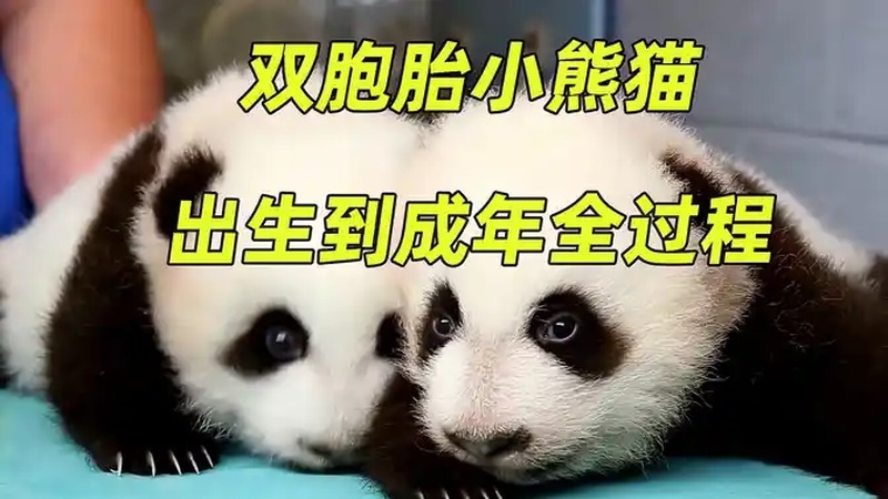 熊猫妈妈产下双胞胎,姐妹花从出生到成年的全过程,太可爱了