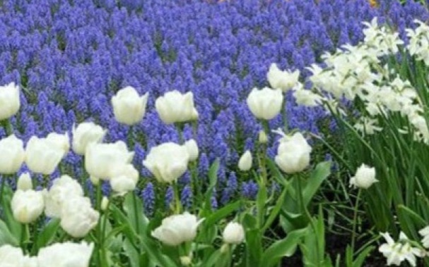 【小学语文】林莘《花钟》