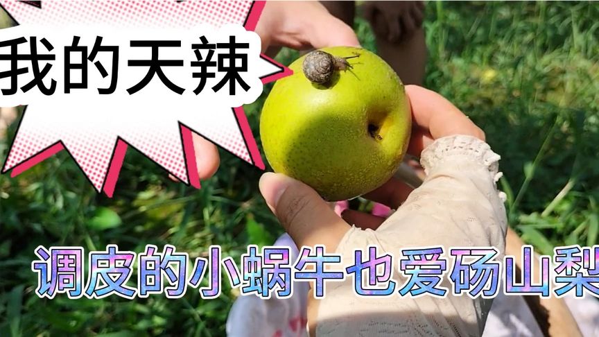 带着孩子去拾梨,梨子在成熟的季节掉了一地,心疼啊