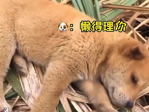 盘点可爱狗狗的治愈瞬间这个世界不能没有小狗 小动物们能有多治