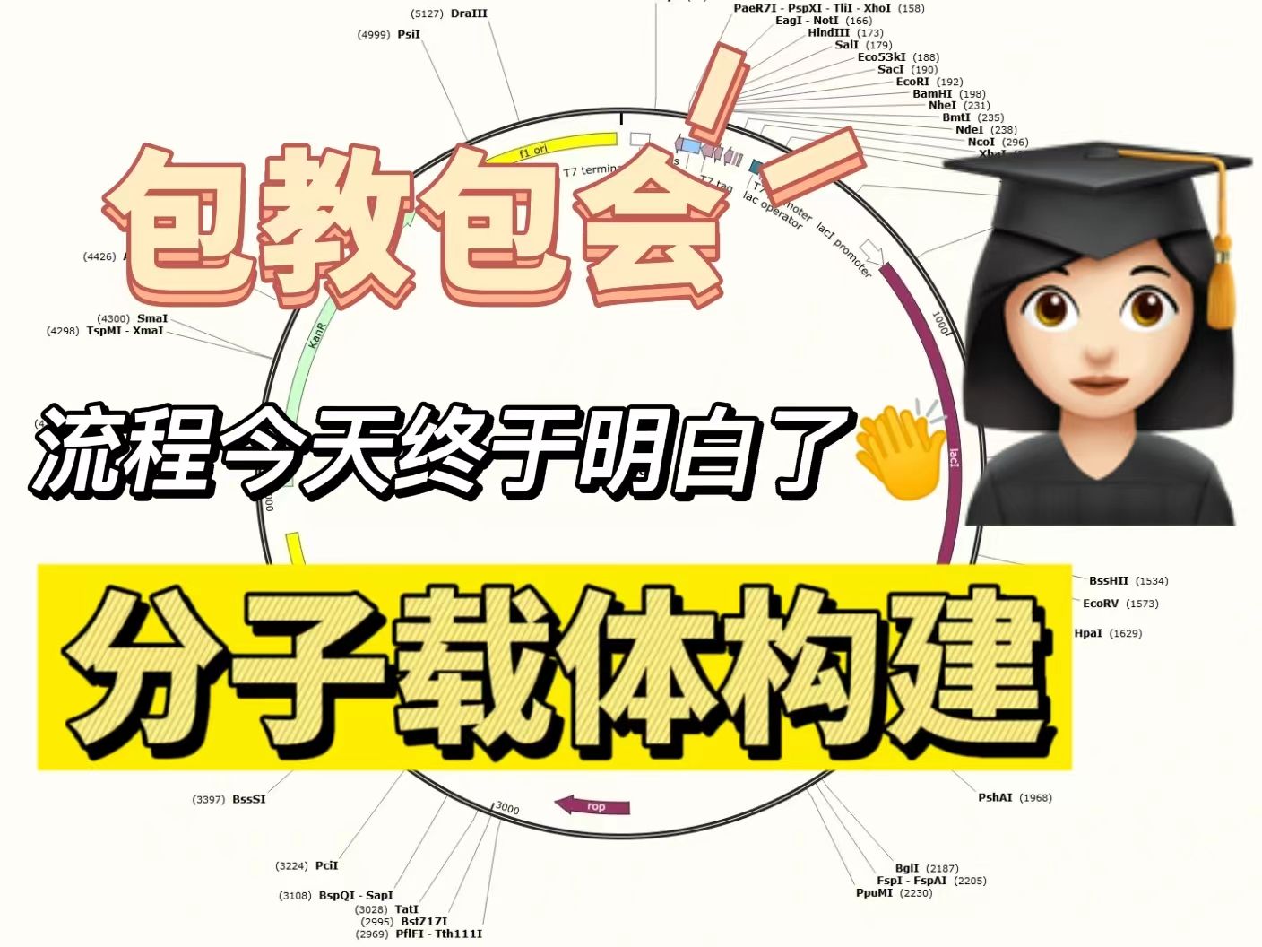 载体构建太难了!流程今天终于搞明白了I包教包会