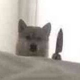 已经是小曹医生啦 