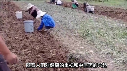 6255. 苦参种植技术与经济效益分析