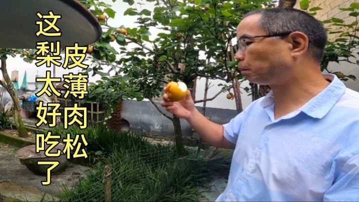 院子梨树结果压弯枝条,这梨皮薄肉松,太好吃了!