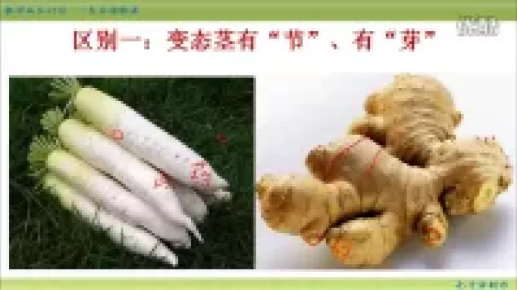 【生物大师】初中生物微课教学视频第47集:植物变态根和变态茎的区别
