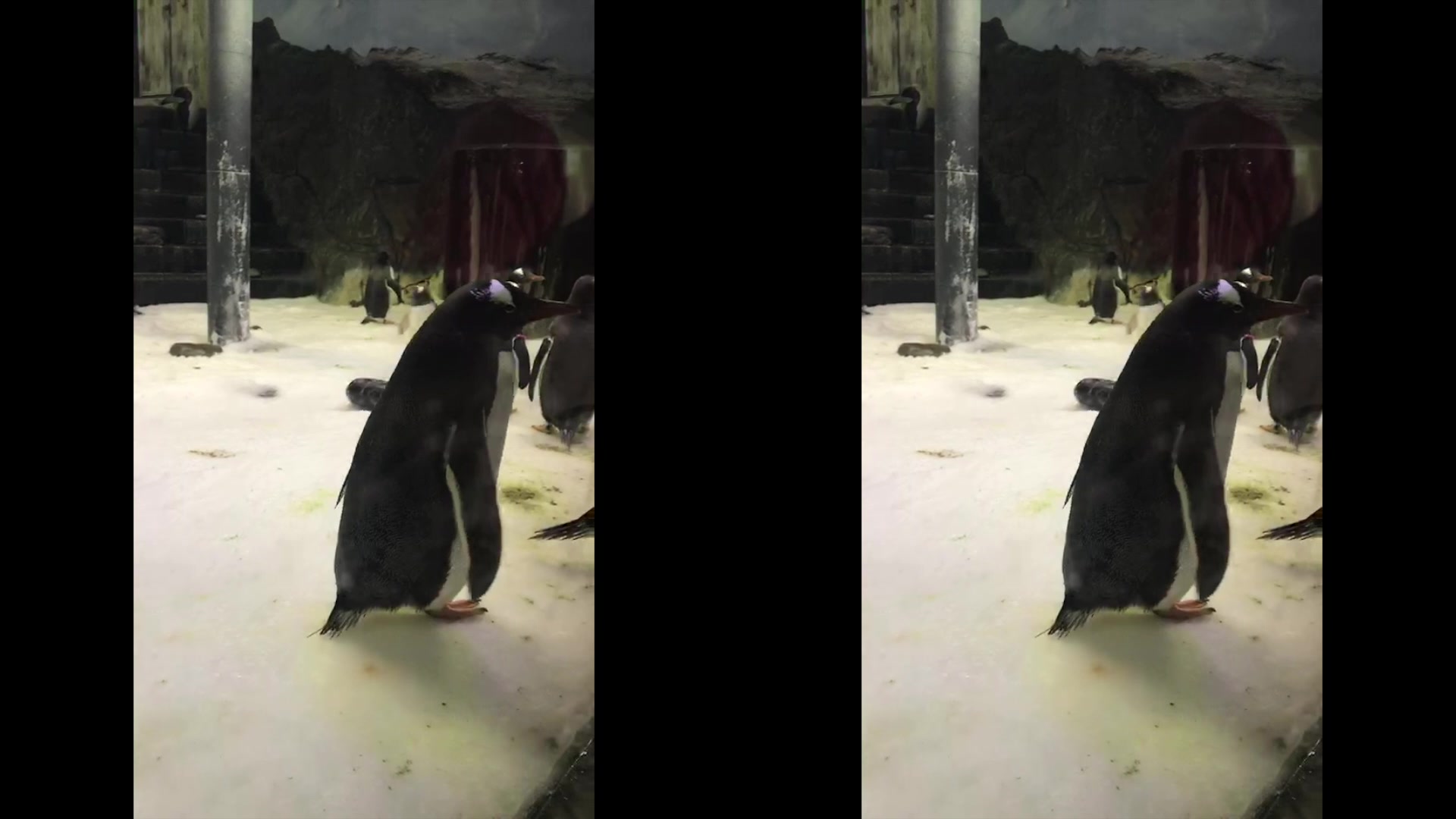 土澳新南威尔士大学萌新租房超(粗)强(糙)指南