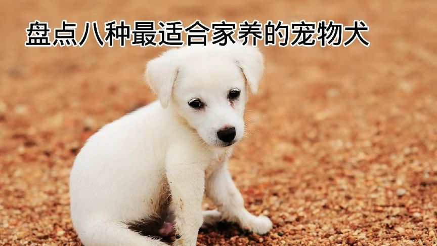 盘点八种最适合家养的宠物犬 你们家的小可爱上帮了吗