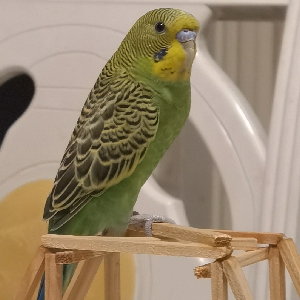 折纸大师_LittlePlane 