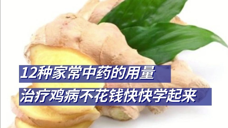 12种家常中药的用量,治疗鸡病不花钱快快学起来