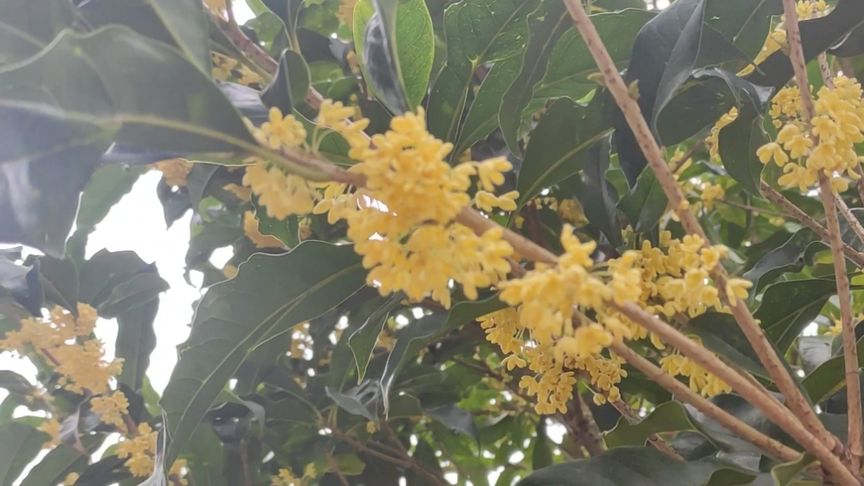 桂花有哪些妙用你知道吗?赶快看看,学会告诉家人吧,