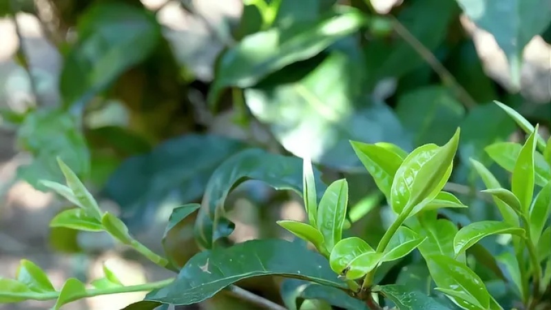 普洱茶春 夏 秋茶叶的区别