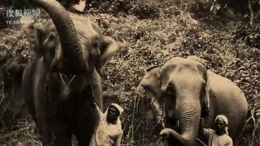 大象进行时:从象的历史进化过程到目前亚洲象的生存现状(1)