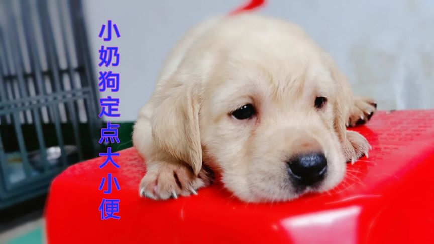 引导小狗狗定点大小便,原来如此简单