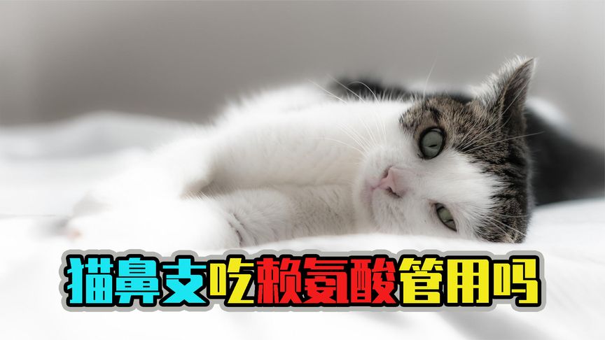 猫鼻支吃赖氨酸管用吗