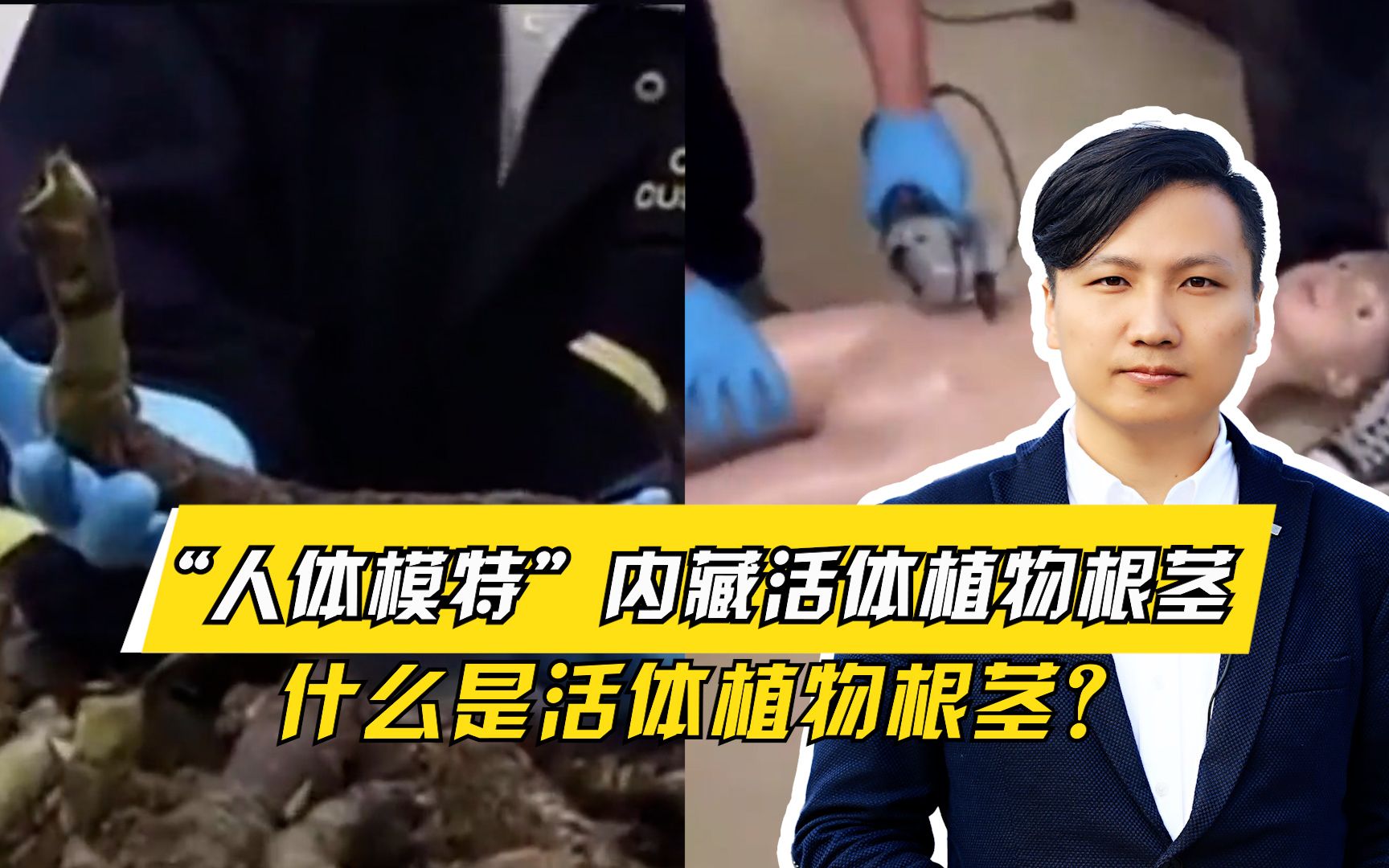 海关查获“人体模特”,内藏活体植物根茎,会带来哪些危害?