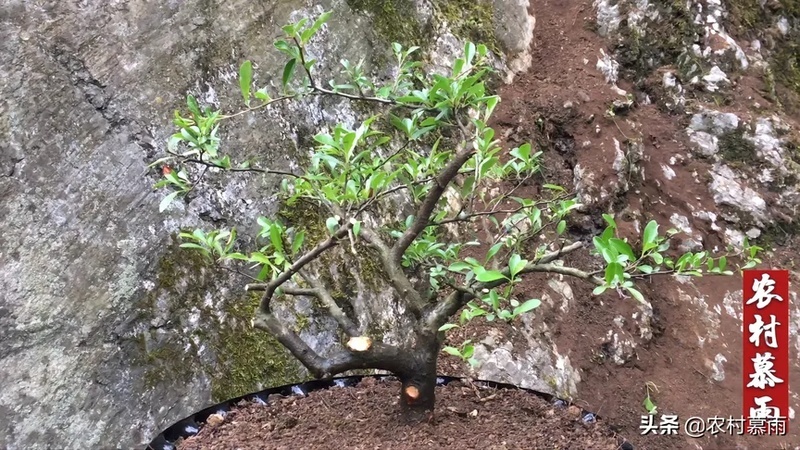 下山一颗精品火棘盆景桩,慕雨用控根器地栽,并且对它评价很高!