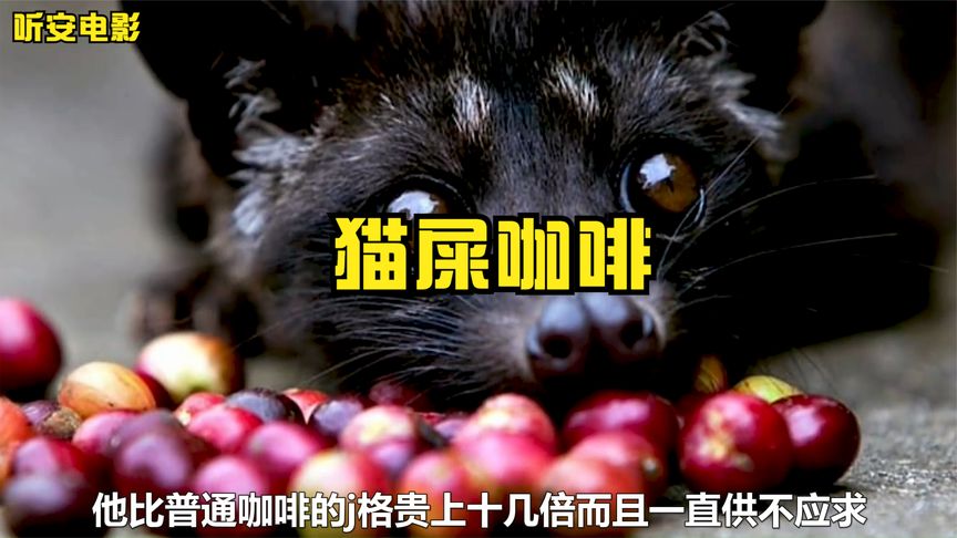 实地探访咖啡豆加工厂,猫屎咖啡是如何被制作出来的