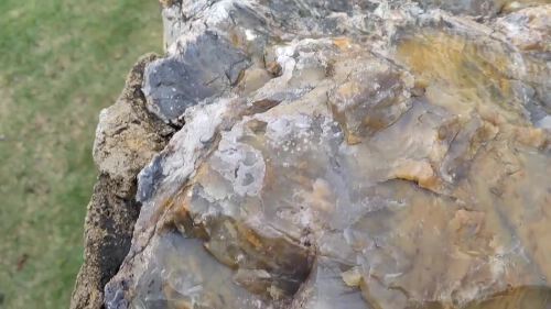 这就是传说中的树化玉