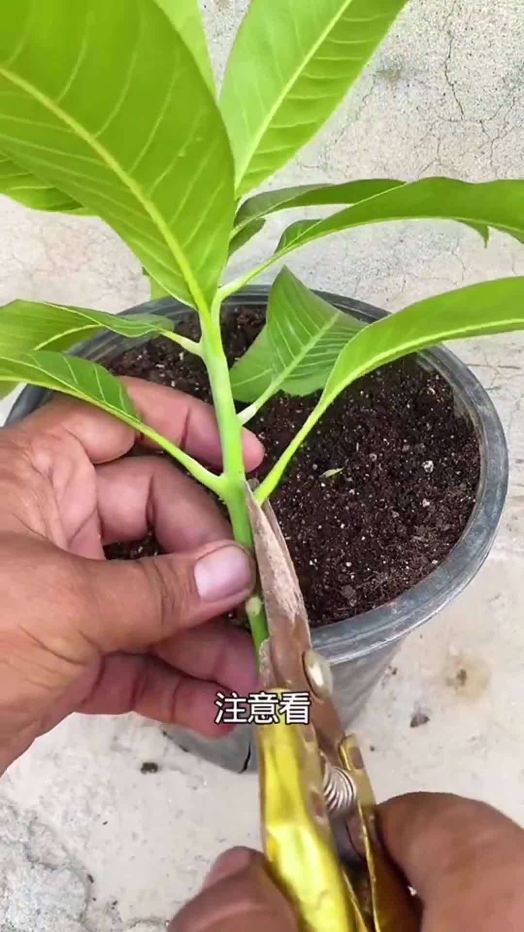 这样种植芒果树还是第一次见