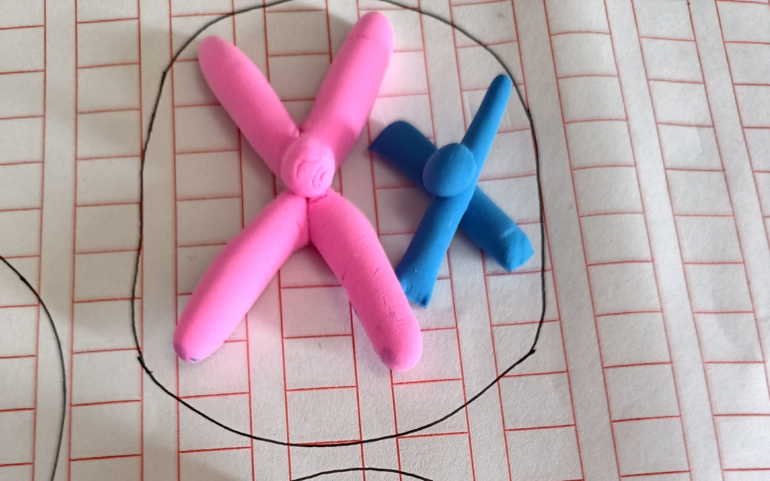 减数分裂 模型展示和解说