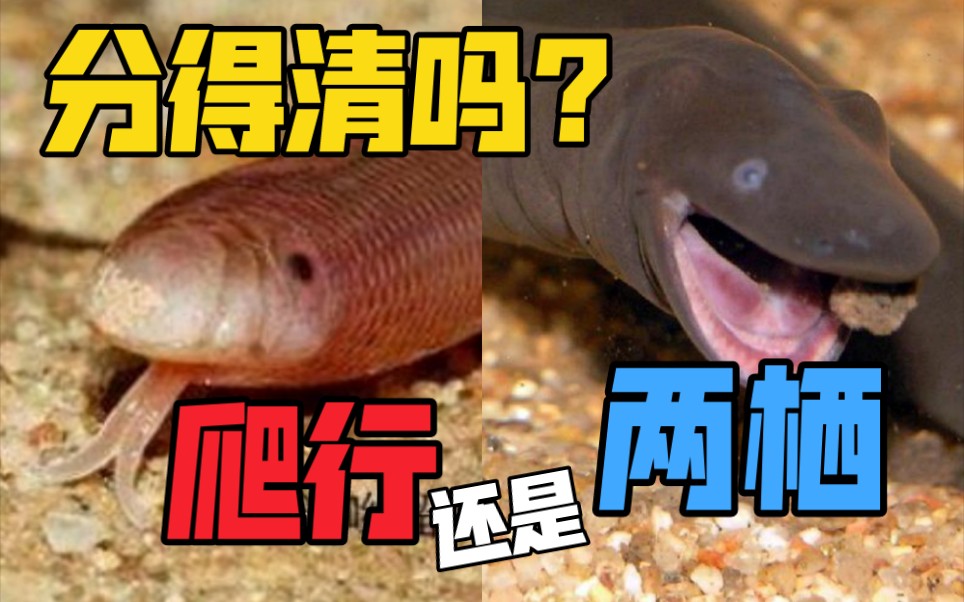 【两栖？爬行？】你真的分得清吗？
