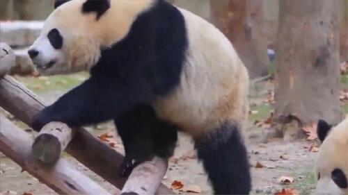 又是令韩国人破防的一天!中国熊猫水果堆成山,够韩国十年的量!