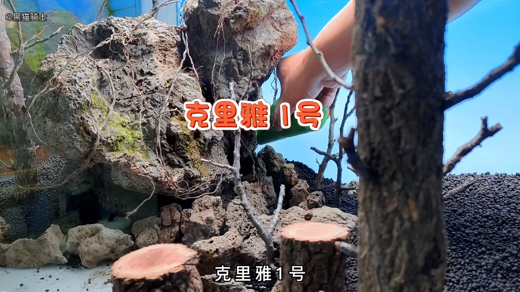 森林草缸造景,这最后太梦幻了吧.详细开缸制作教程!