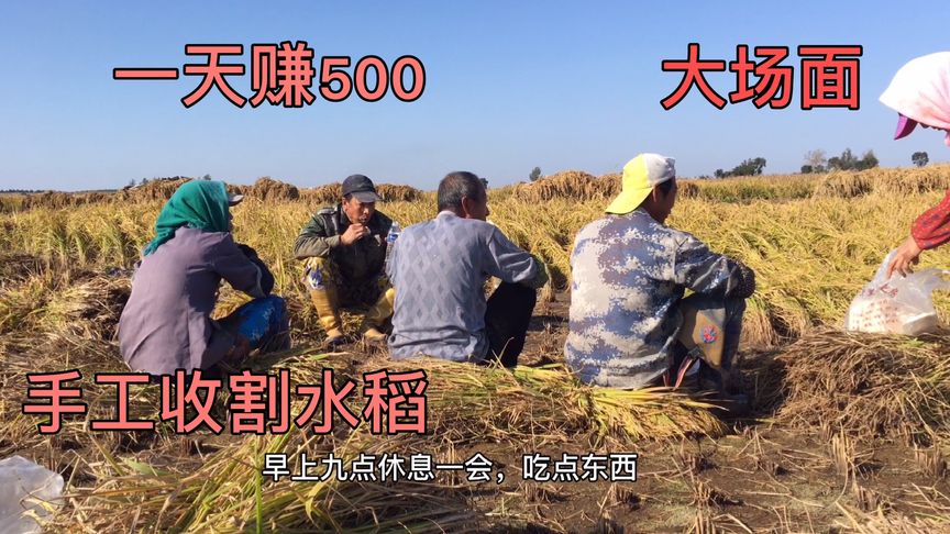 东北农村还是人工收割水稻,一天能赚500块钱,为啥不用机?