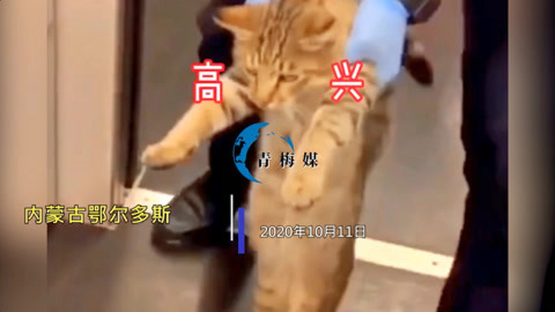 小猫蹭高铁被抓现行,被乘务员强制请下车,小碎步恋恋不舍萌化了