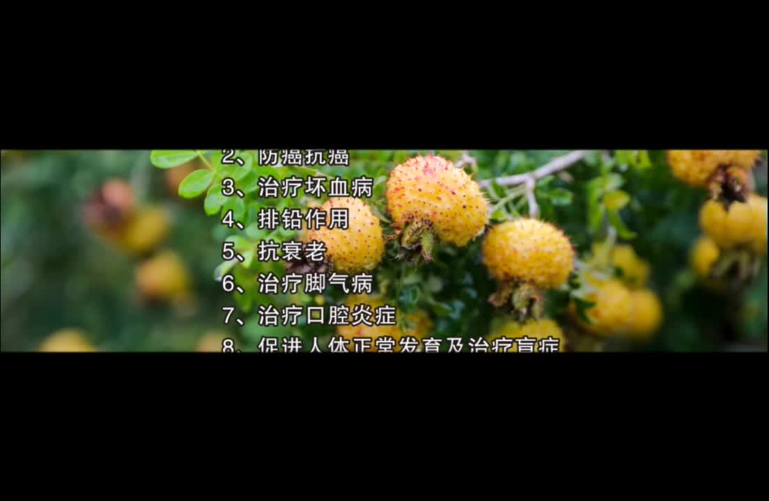 #金刺梨的功效与作用 #健康养生 #药食同源