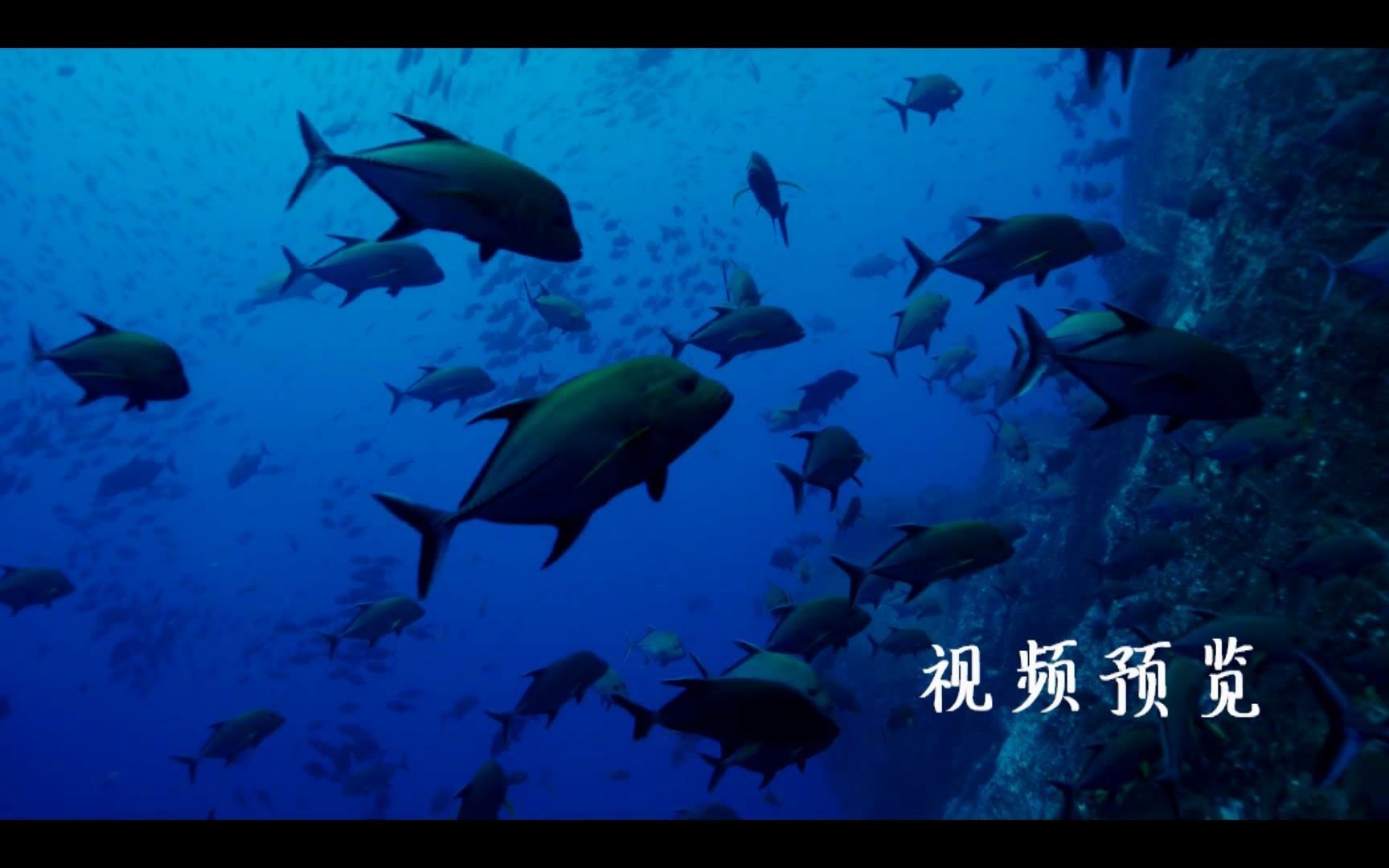 舞台视频 f238 海洋鱼类成群结队的鱼庞大鱼群游动小鱼儿镜头特写...