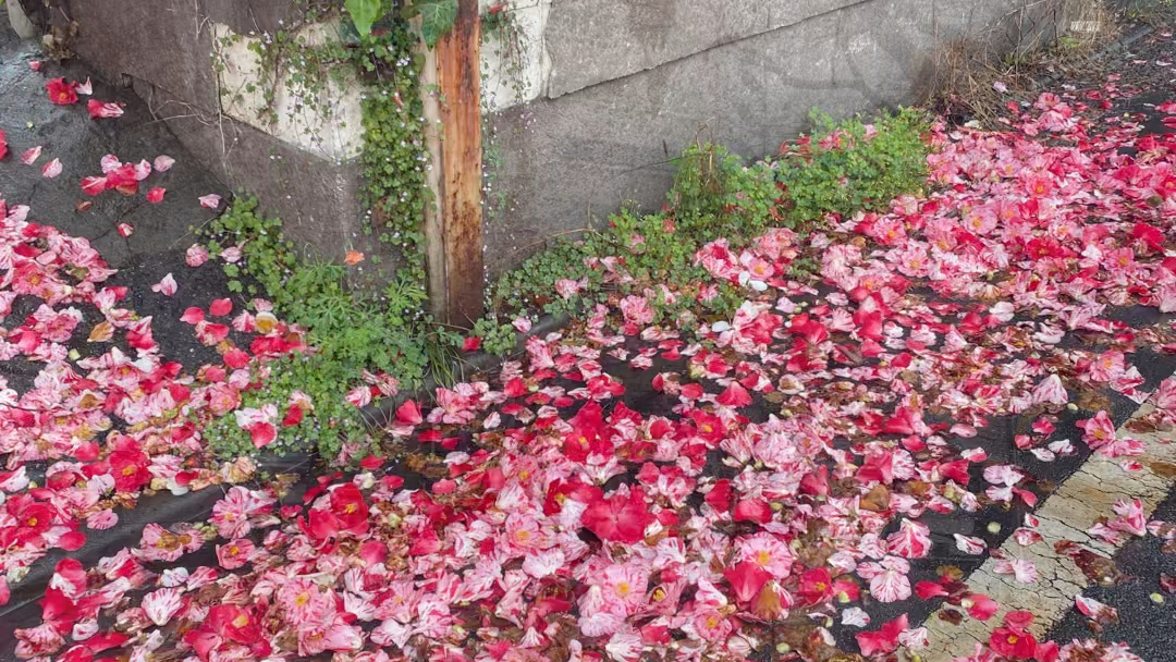 【樱花】