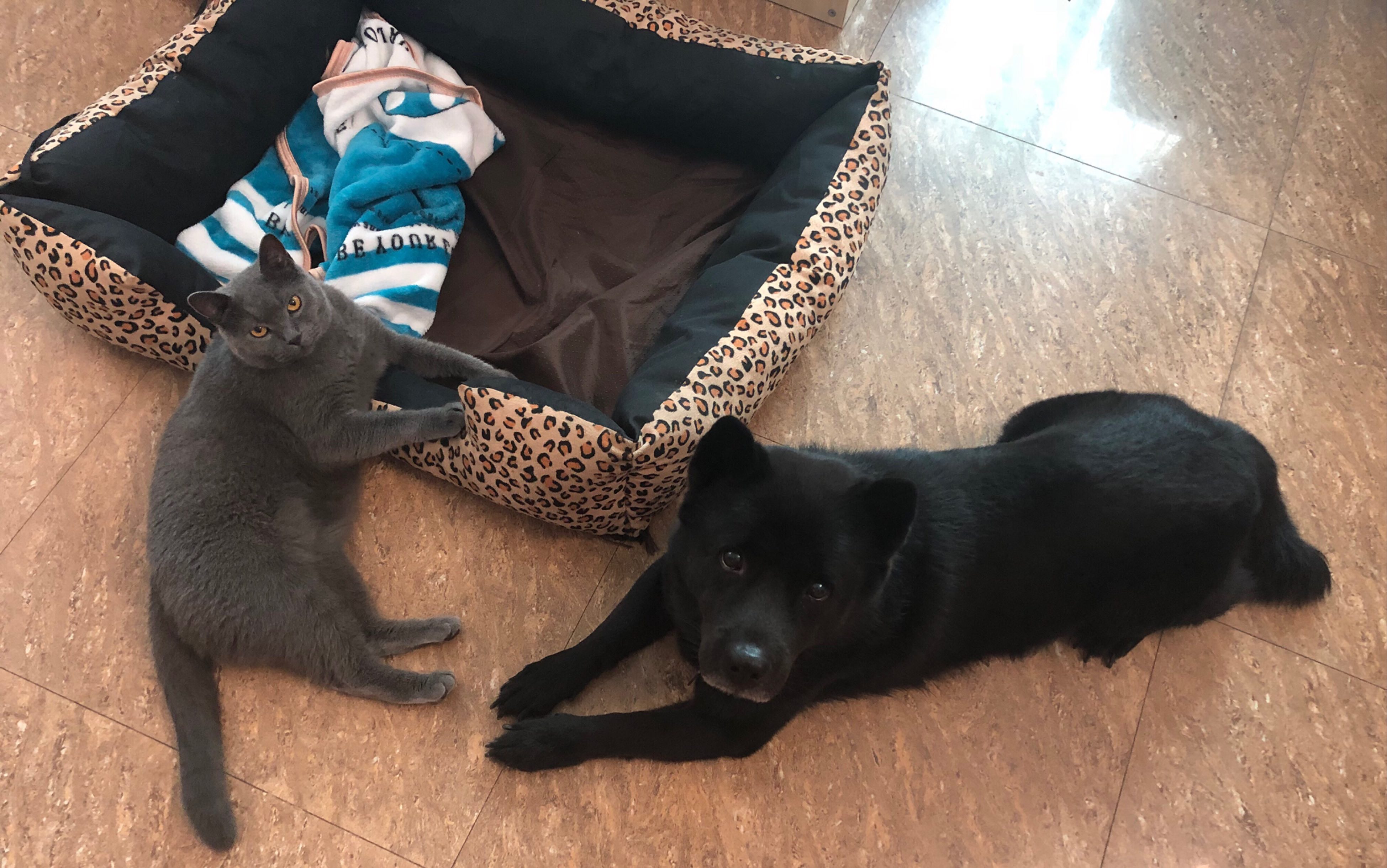 【两狗一猫的星人】猫会偷袭狗吗?答案是:YES