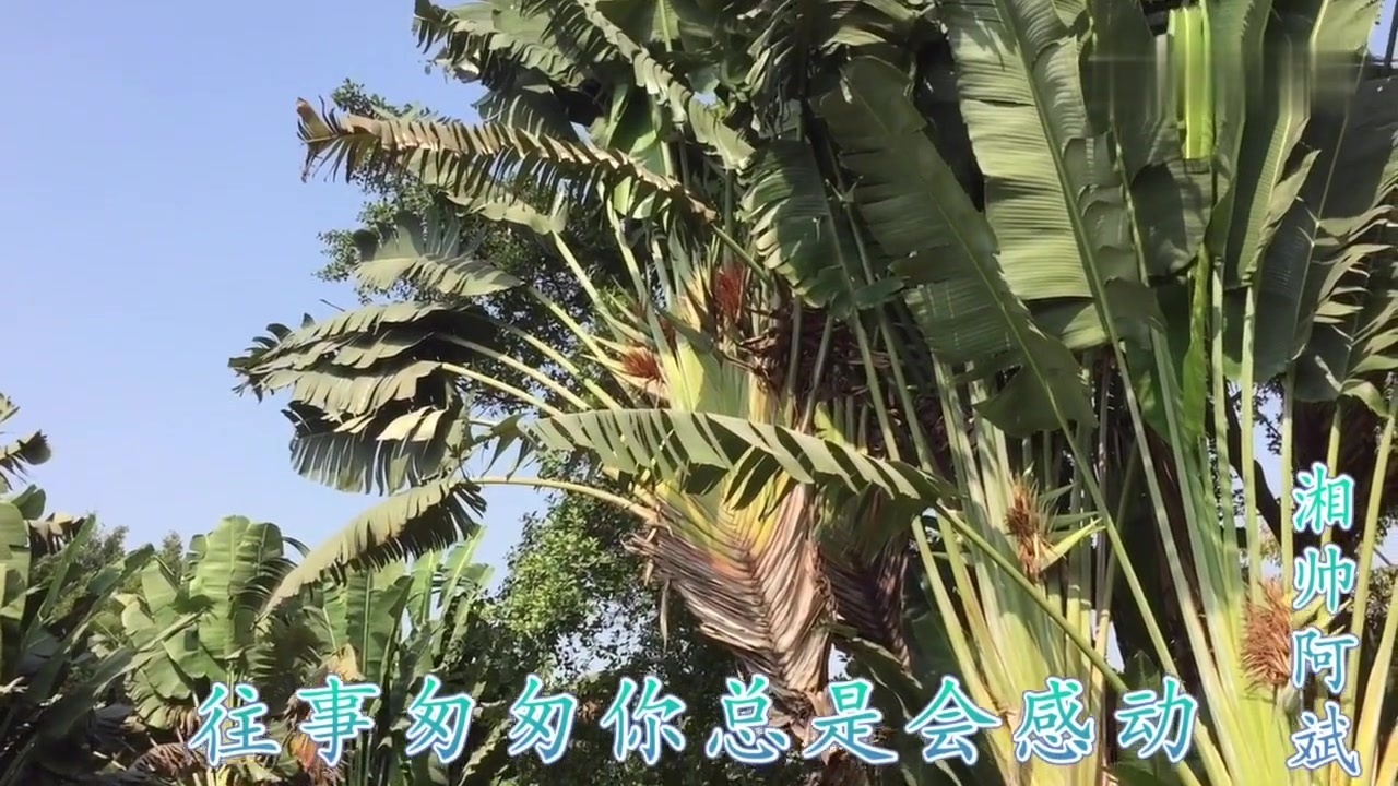 一首全网最火歌曲《往后余生》荣华是你,清贫也是你…