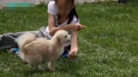 教你如何训狗 怎么训练柯基大小便 狗狗固定地方大小便
