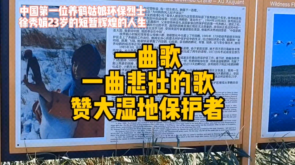 中国第一位养鹤姑娘徐秀娟23岁的短暂辉煌人生:一曲歌,一曲悲壮的歌,...