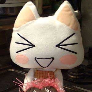 torrocat 