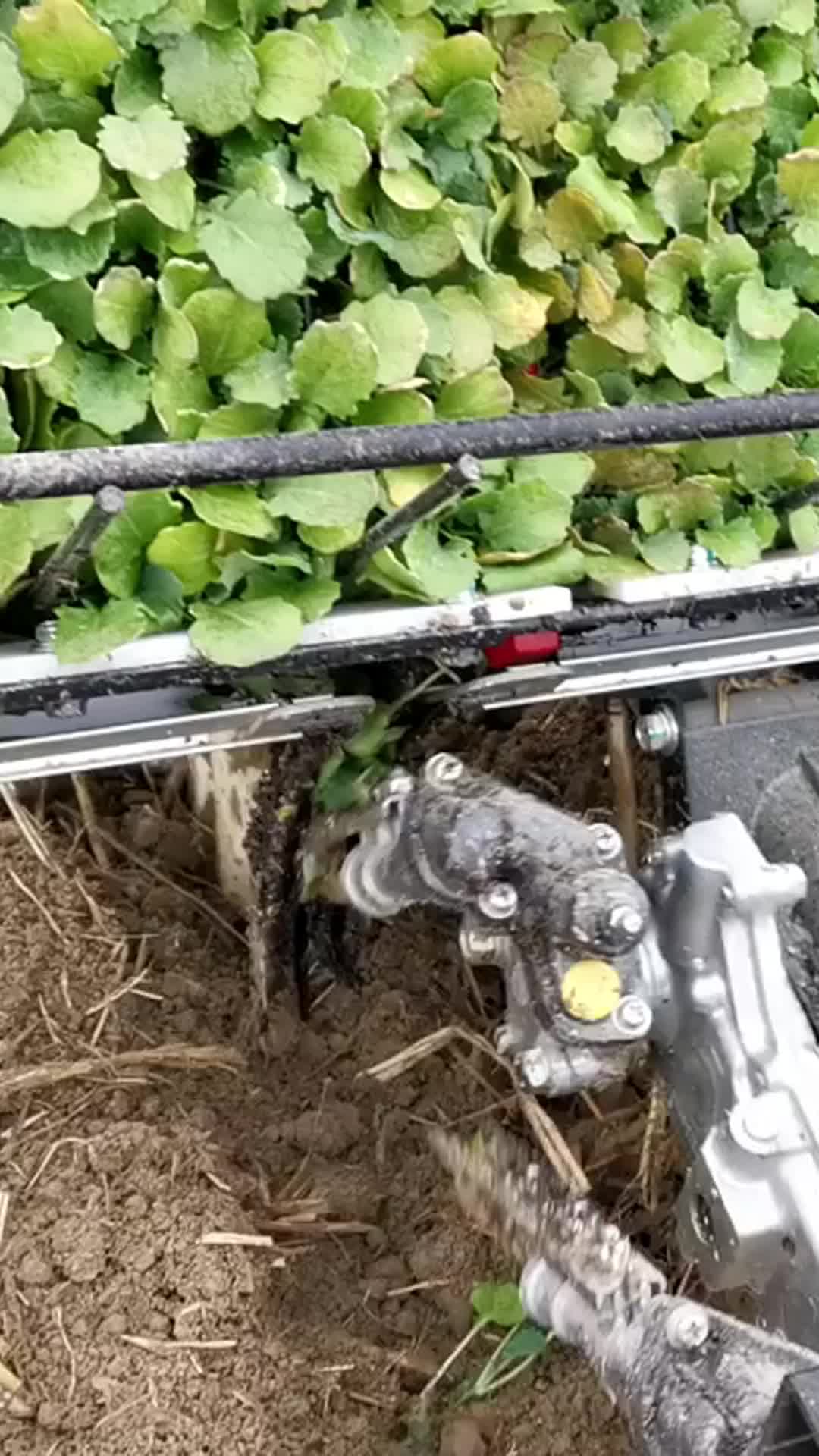 种油菜也可以像水稻一样实现机插,洋马2ZYG-6油菜毯状苗高速移栽机,...