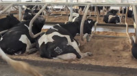奶牛场是如何饲养奶牛的,这么规范化的操作还真没见过!