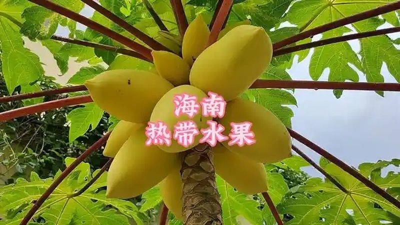 3分钟带你了解咖啡豆、可可果、无花果等热带水果长在树上的样子