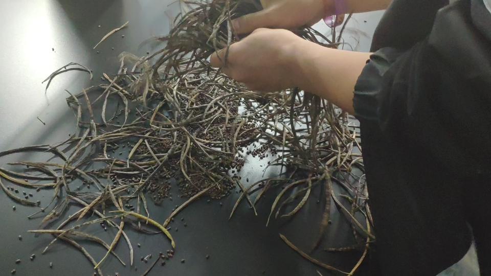 开学了 炒中药决明子 看看老师父们的手工艺活