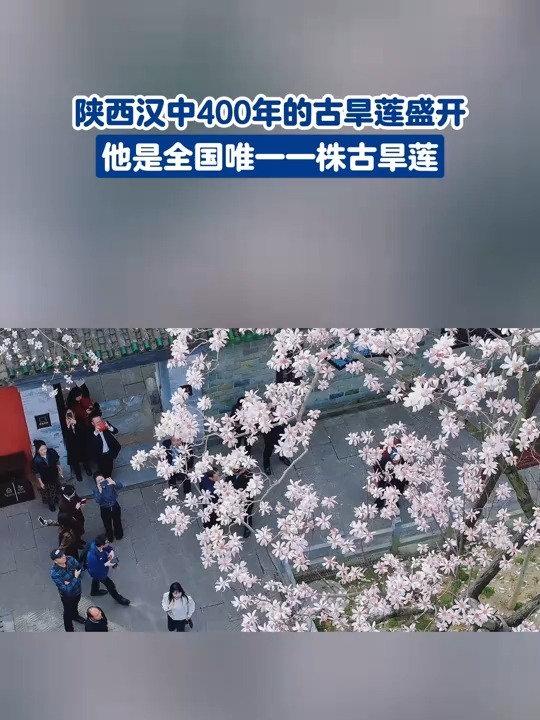 陕西汉中400年的古旱莲盛开,他是全国唯一一株古旱莲#旅游推荐