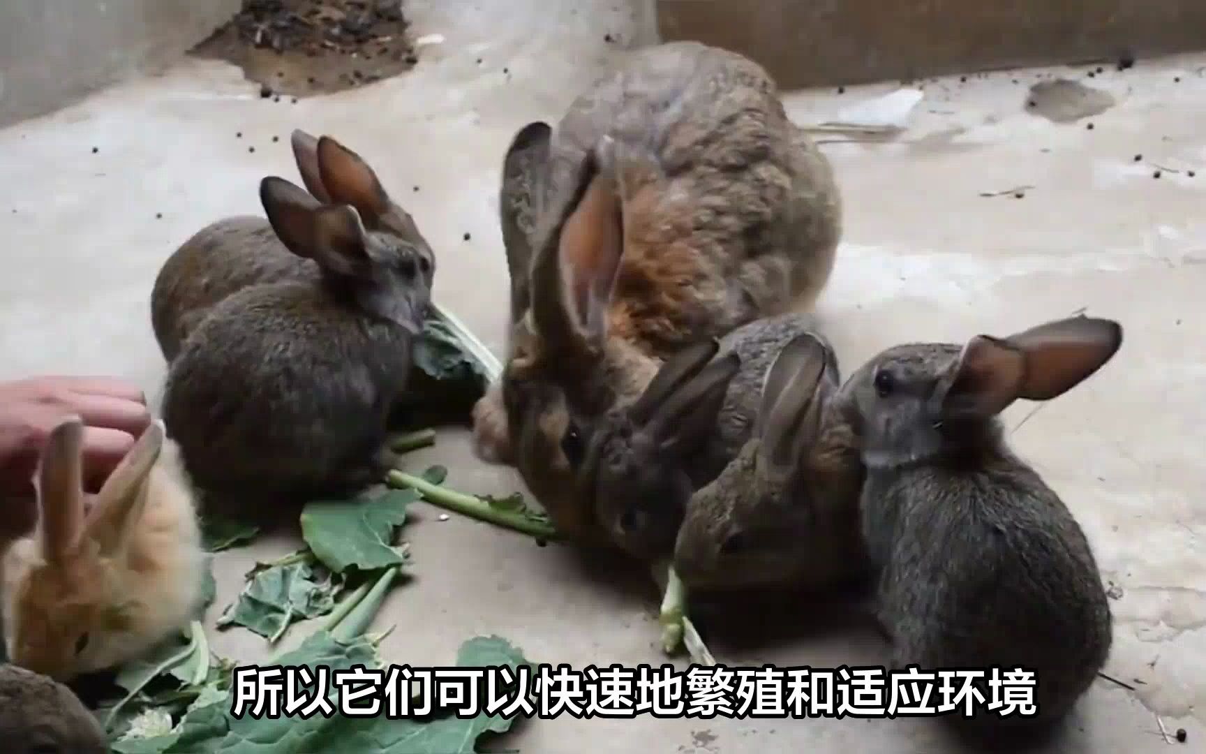 为什么有的动物能生很多小宝宝?浅谈动物的繁殖策略