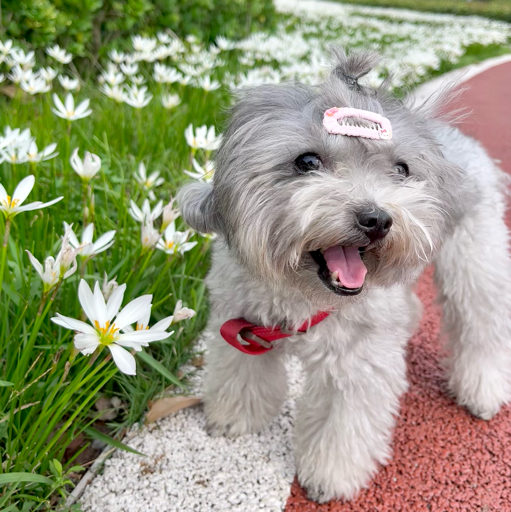 小李霉霉睡不够w 